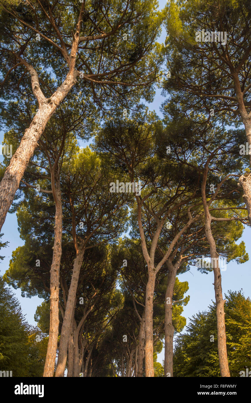 Italian stone pine forest,also called umbrella pine Stock Photo - Alamy