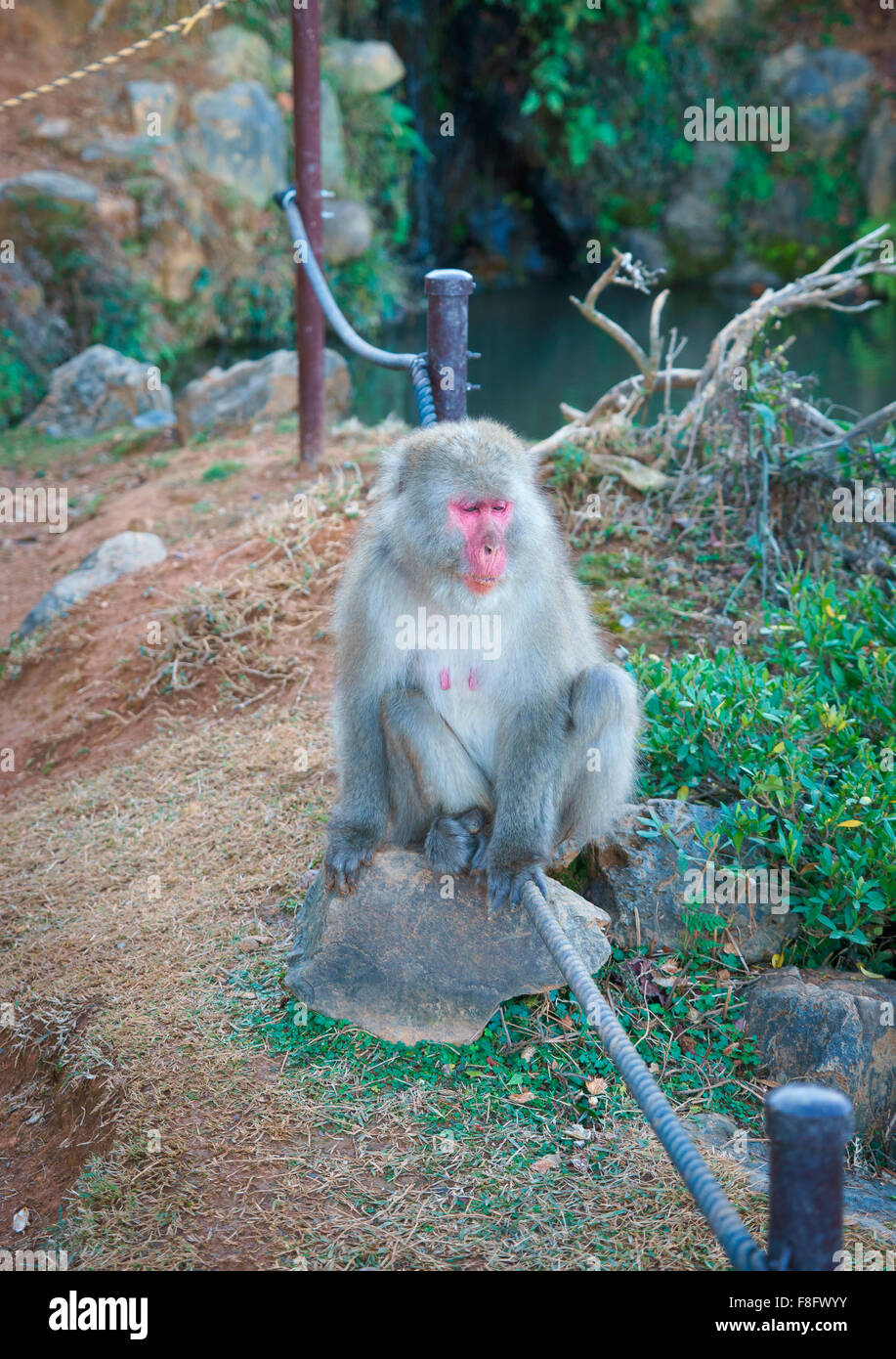 Japanese macques snow monkeys Monkey Park Iwatayama Arashiyama, Kyoto ...