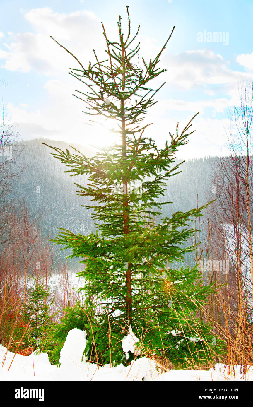 Young fir tree hi-res stock photography and images - Alamy