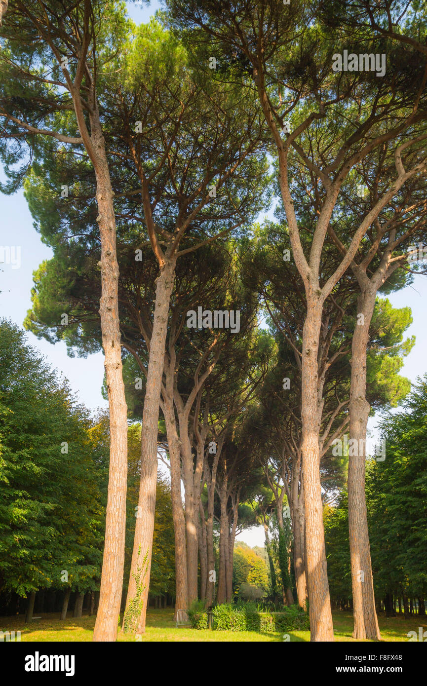 Italian stone pine forest,also called umbrella pine Stock Photo - Alamy