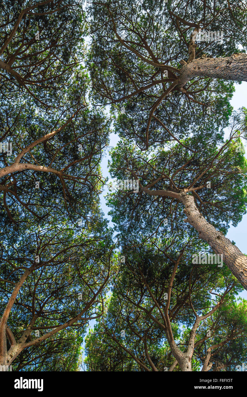 Italian stone pine forest,also called umbrella pine Stock Photo - Alamy