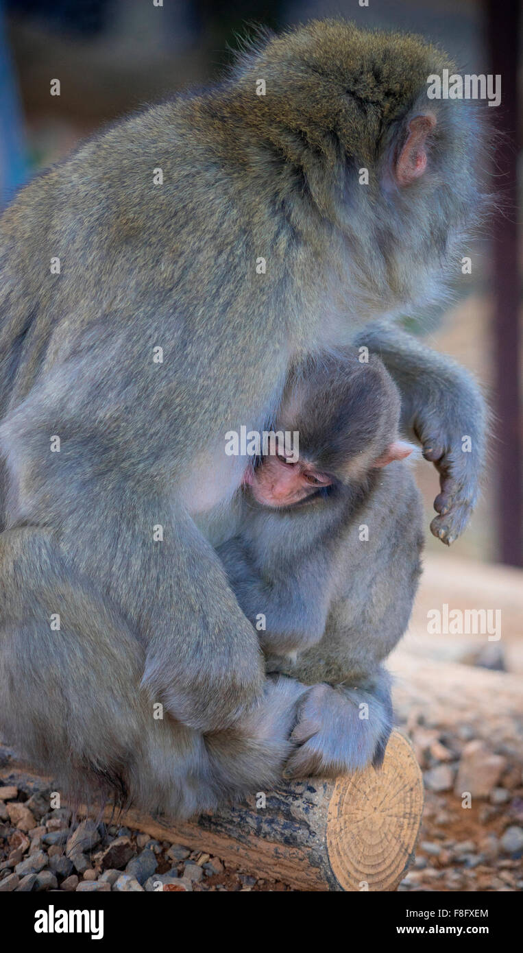 Japanese macques snow monkeys Monkey Park Iwatayama Arashiyama, Kyoto ...