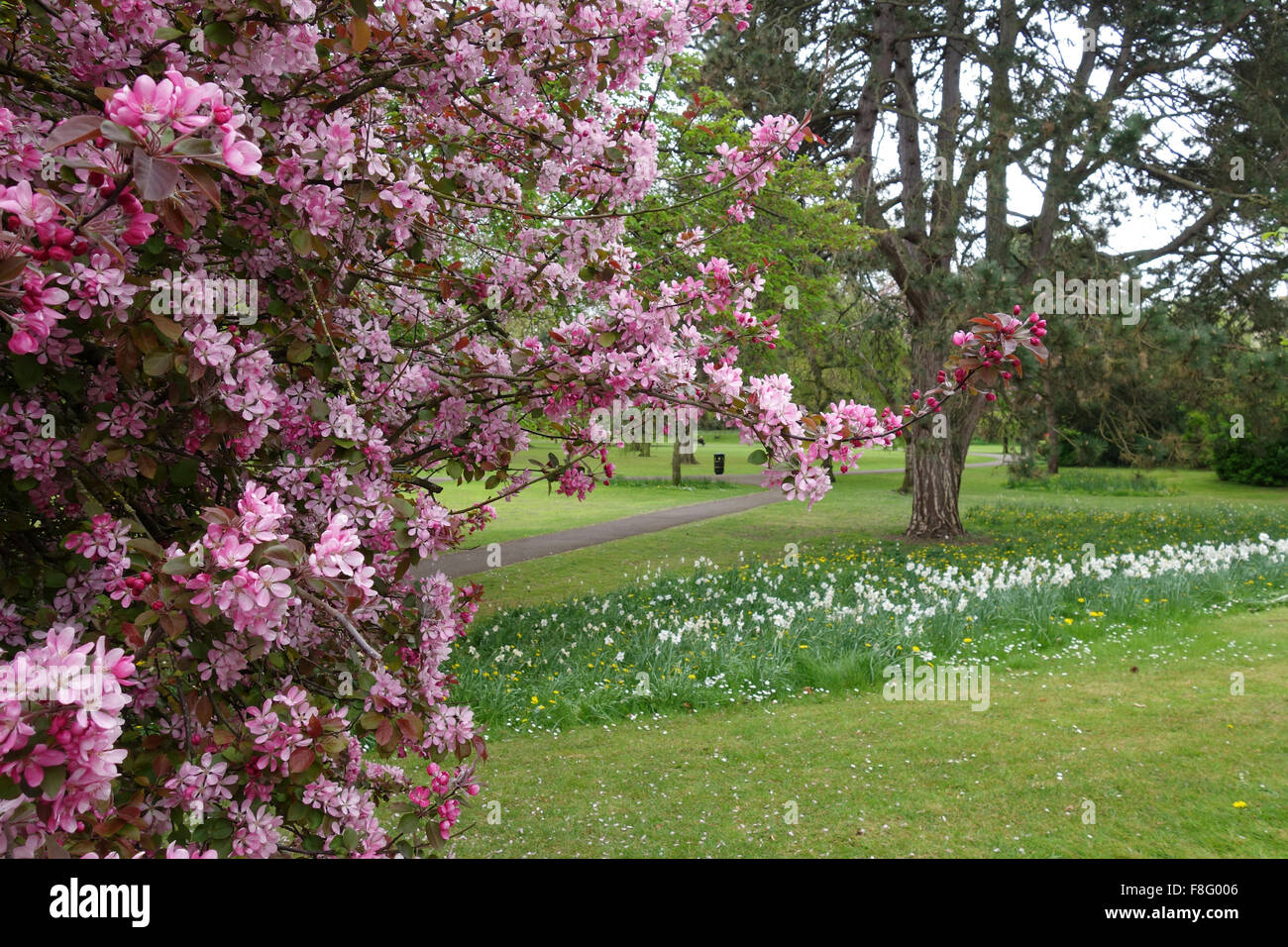 Spring bath flowers somerset hi-res stock photography and images - Alamy