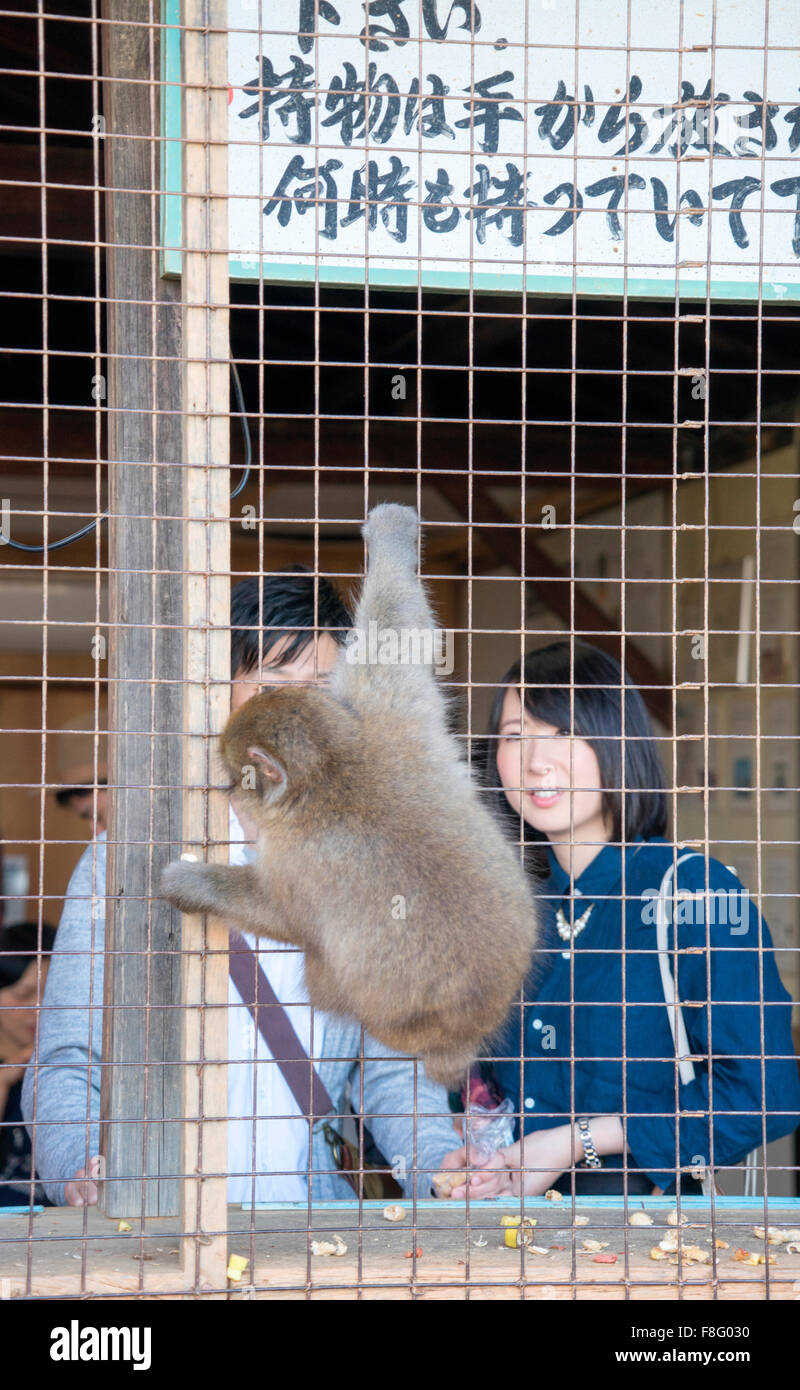 Iwatayama Monkey Park in Kyoto,Japan Stock Photo - Alamy