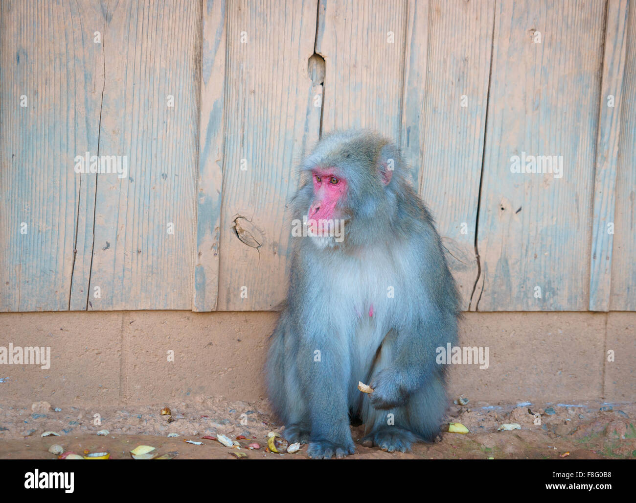 Japanese macques snow monkeys Monkey Park Iwatayama Arashiyama, Kyoto ...