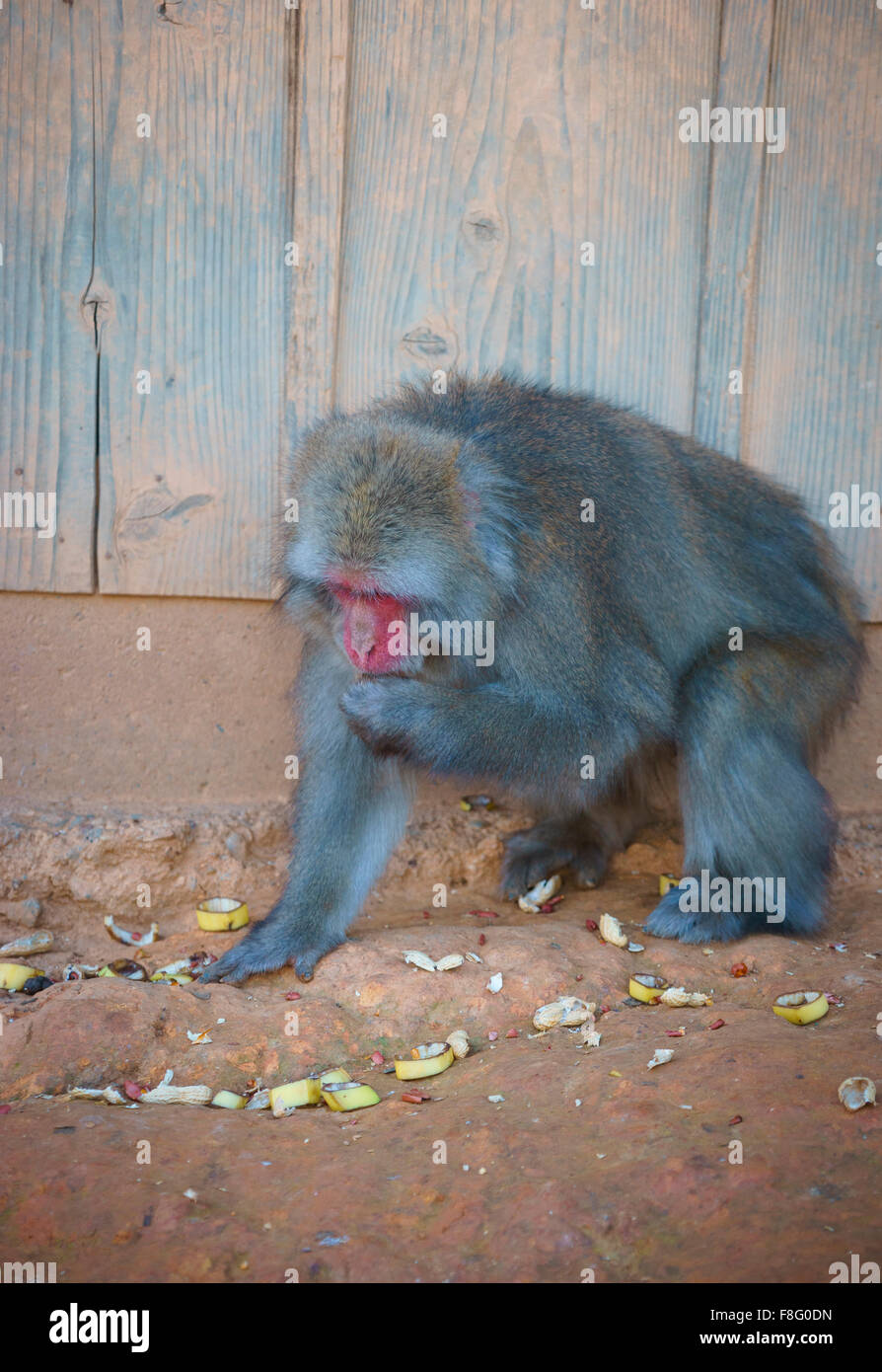 Japanese macques snow monkeys Monkey Park Iwatayama Arashiyama, Kyoto ...