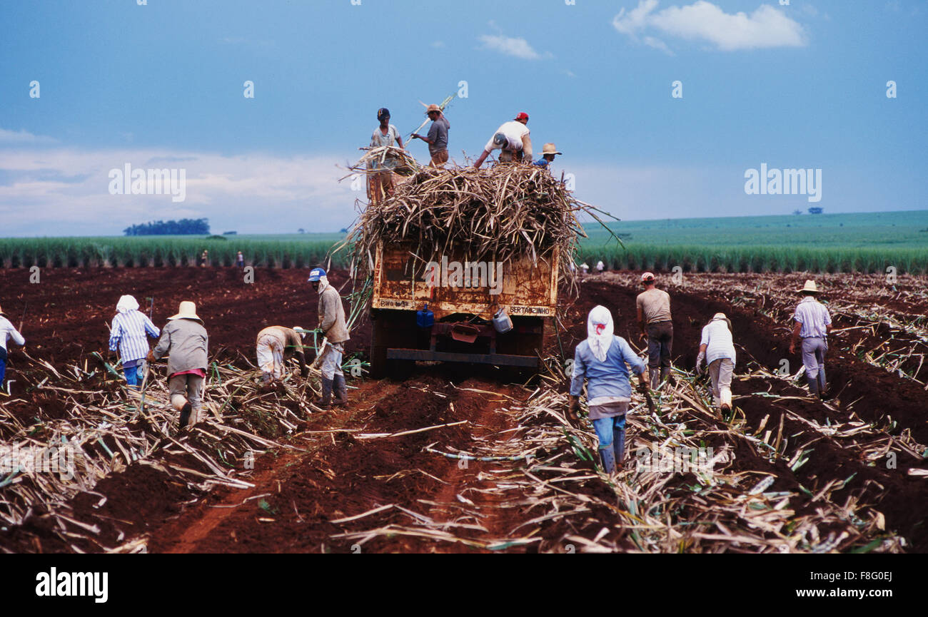 Sugar cane planting in Brazil. Field workers chop stalks of cane ...