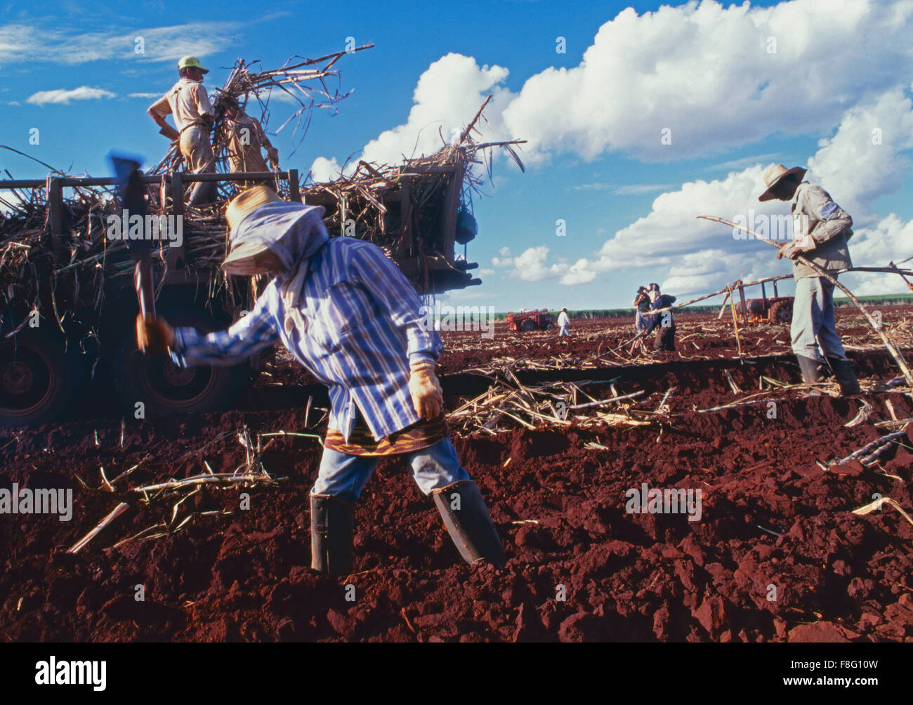 Sugar cane planting in Brazil. Field workers chop stalks of cane ...