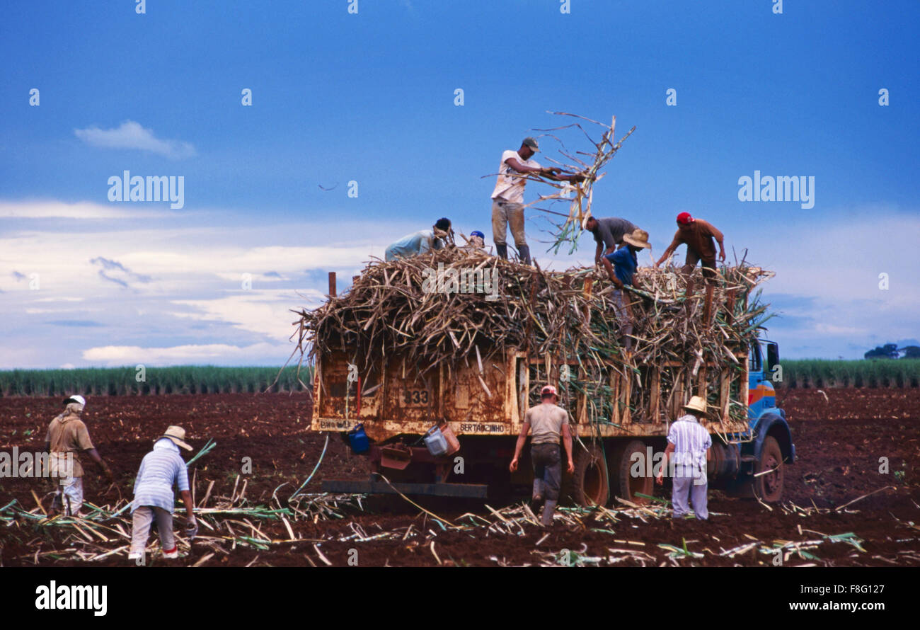 Sugar cane planting in Brazil. Field workers chop stalks of cane ...