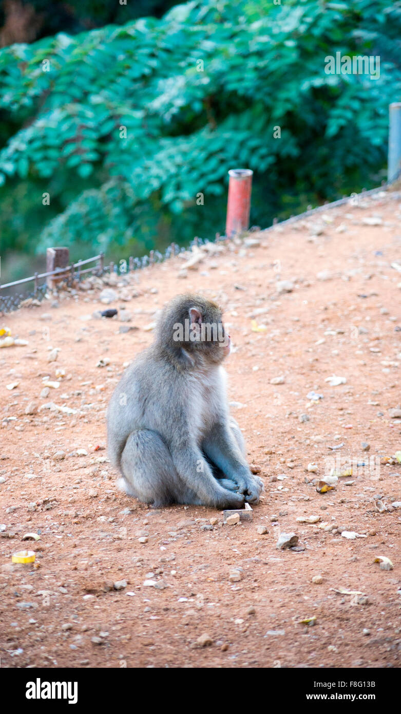 Japanese macques snow monkeys Monkey Park Iwatayama Arashiyama, Kyoto ...