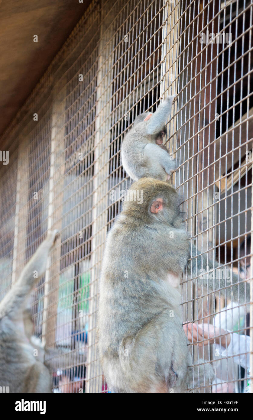 japanese macques snow monkeys Monkey Park Iwatayama Arashiyama, Kyoto ...