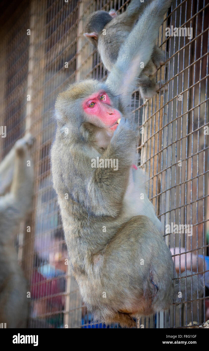 Monkey walking top view hi-res stock photography and images - Alamy