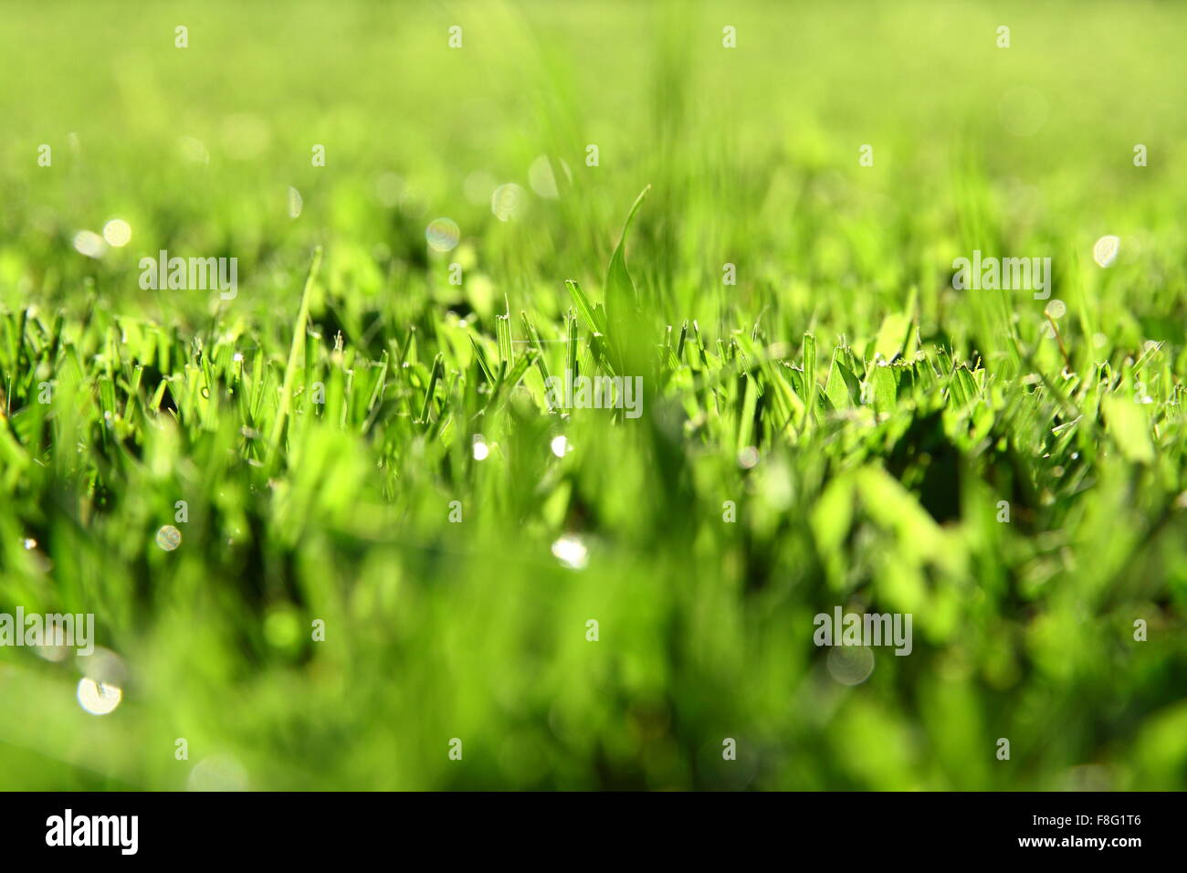 green grass background with bokeh Stock Photo - Alamy