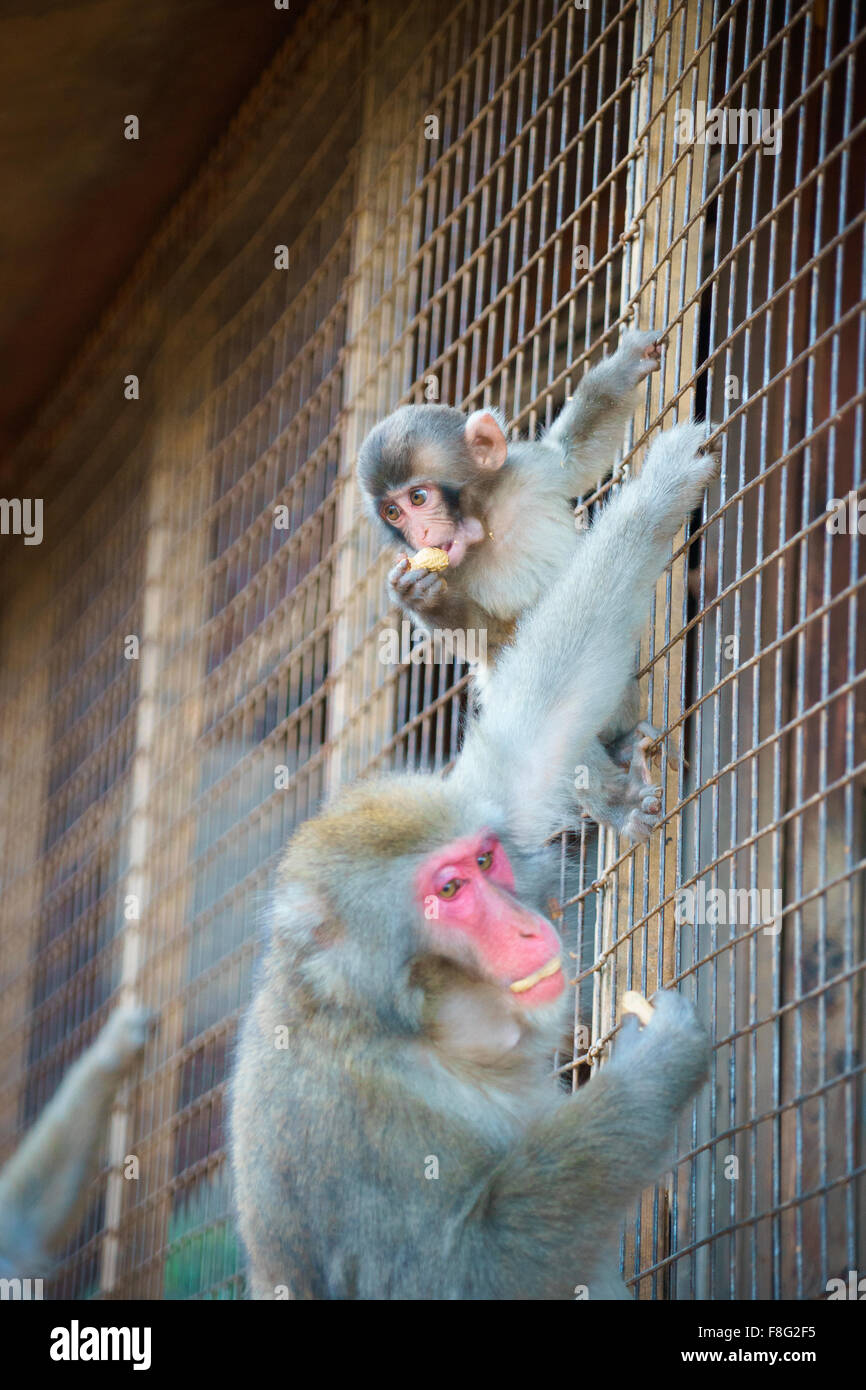 Japanese macques snow monkeys Monkey Park Iwatayama Arashiyama, Kyoto ...