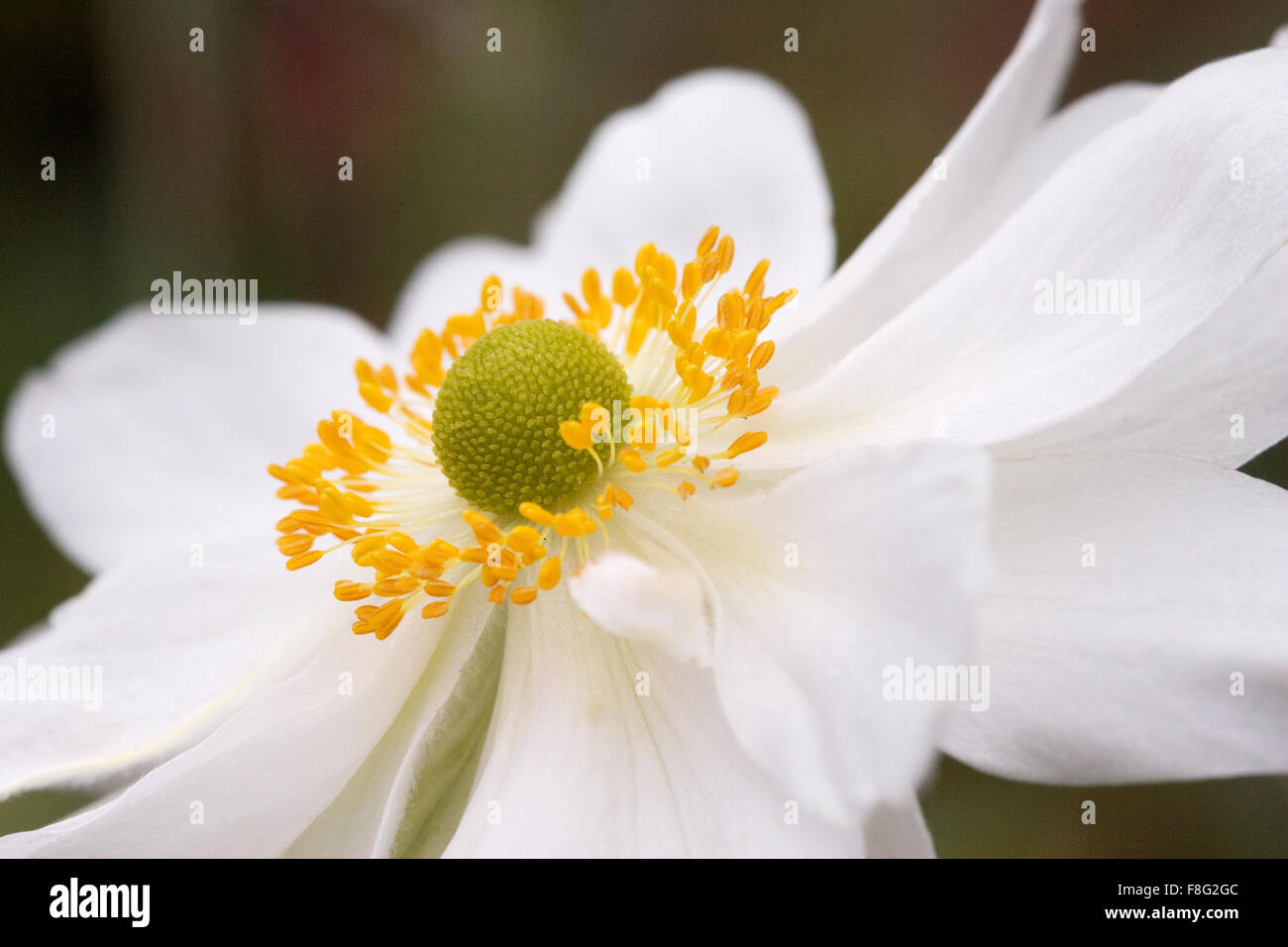 Japanese anemone flower hi-res stock photography and images - Alamy