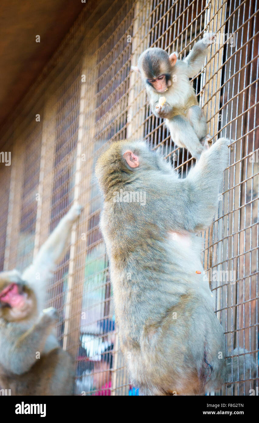 japanese macques snow monkeys Monkey Park Iwatayama Arashiyama, Kyoto ...