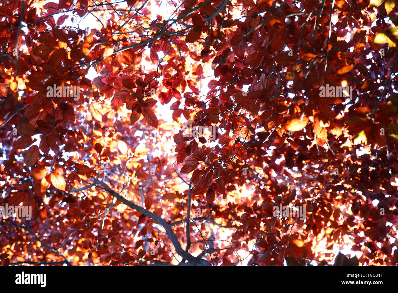 red tree with sunlight for background Stock Photo - Alamy