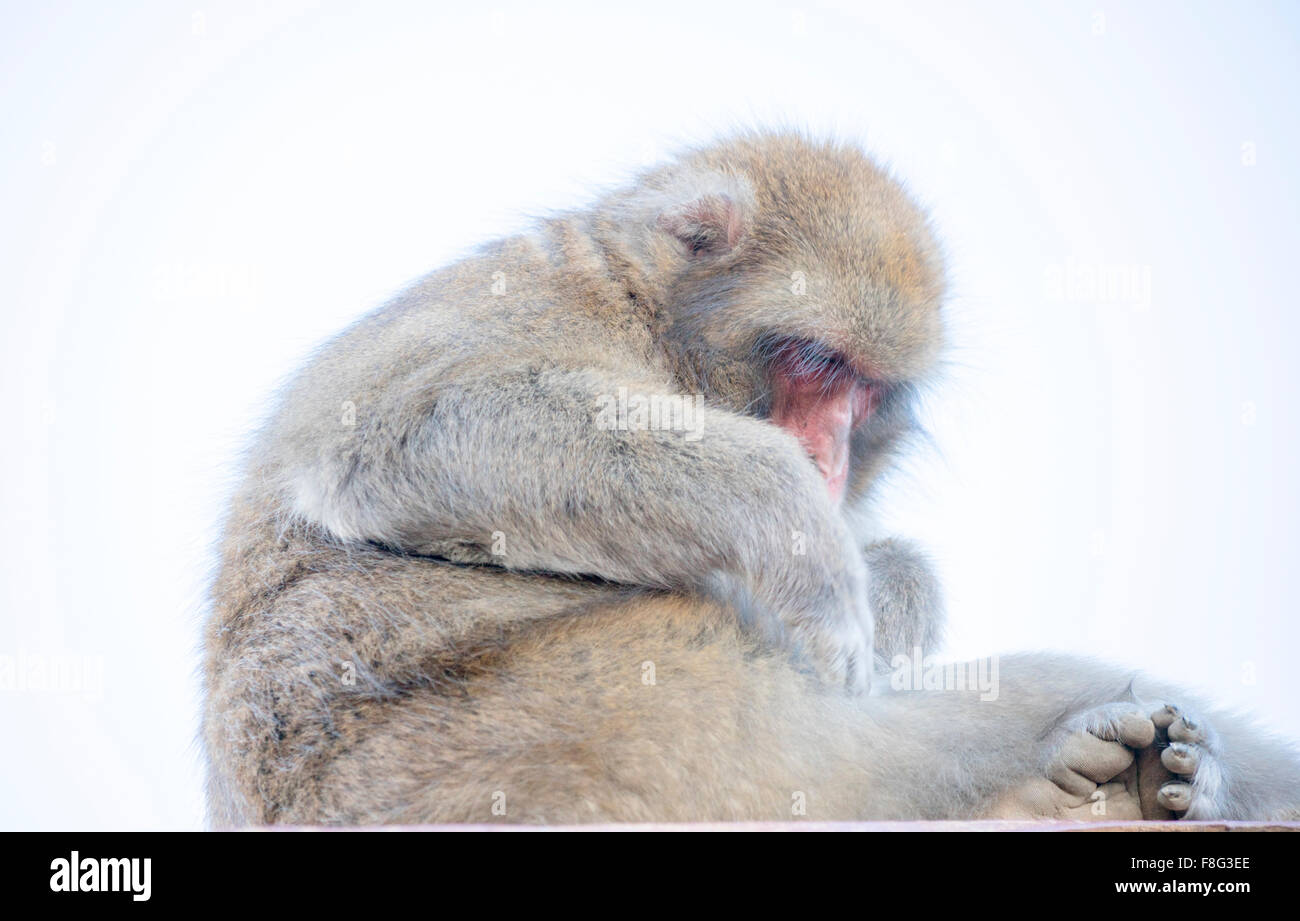 Japanese macques snow monkeys Monkey Park Iwatayama Arashiyama, Kyoto ...