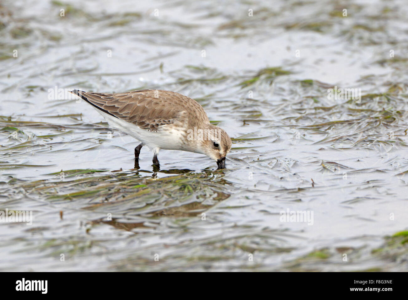 Dunlin feeding in winter plumage in a salt pan in Portugal Stock Photo ...