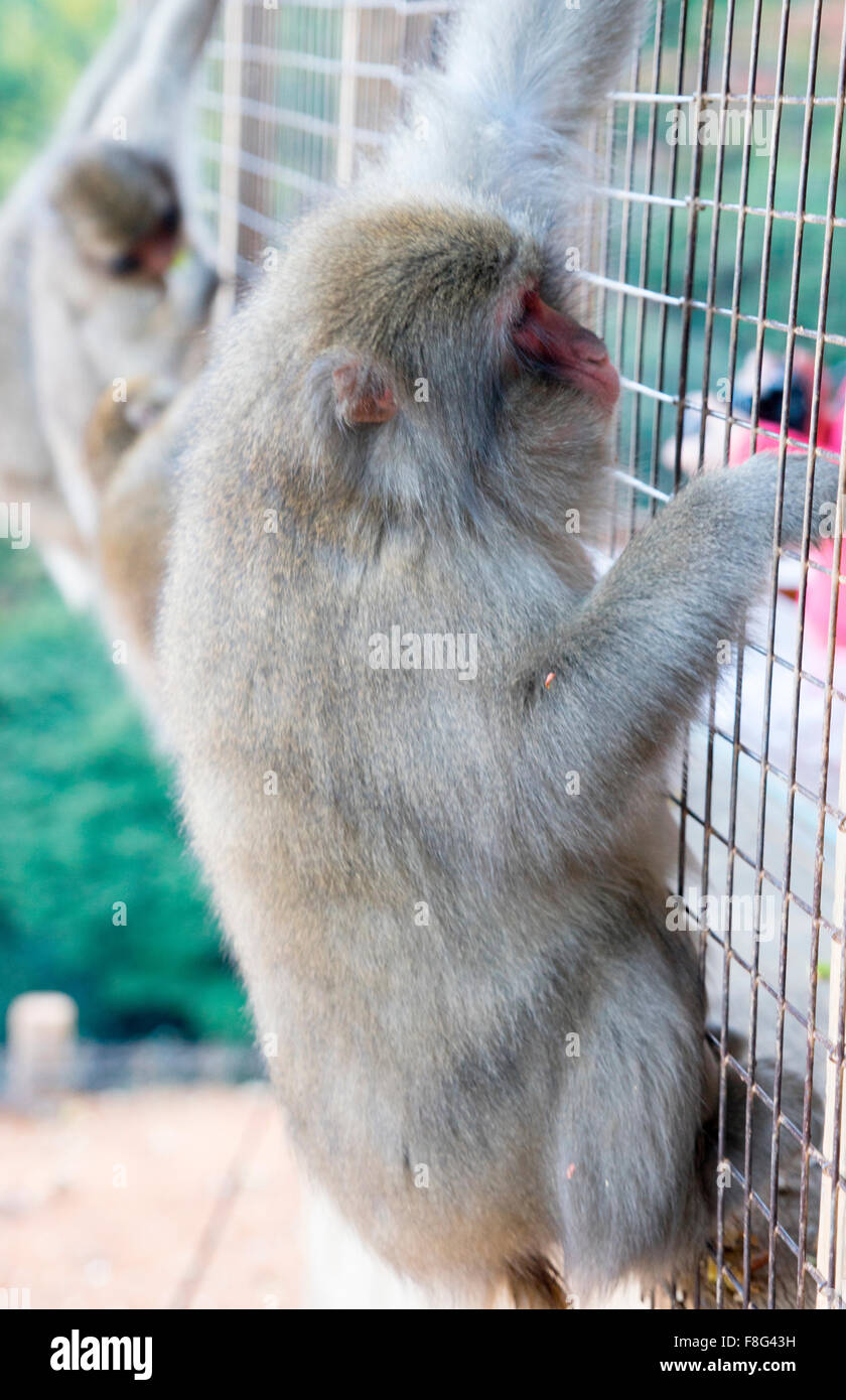 Japanese macques snow monkeys Monkey Park Iwatayama Arashiyama, Kyoto ...