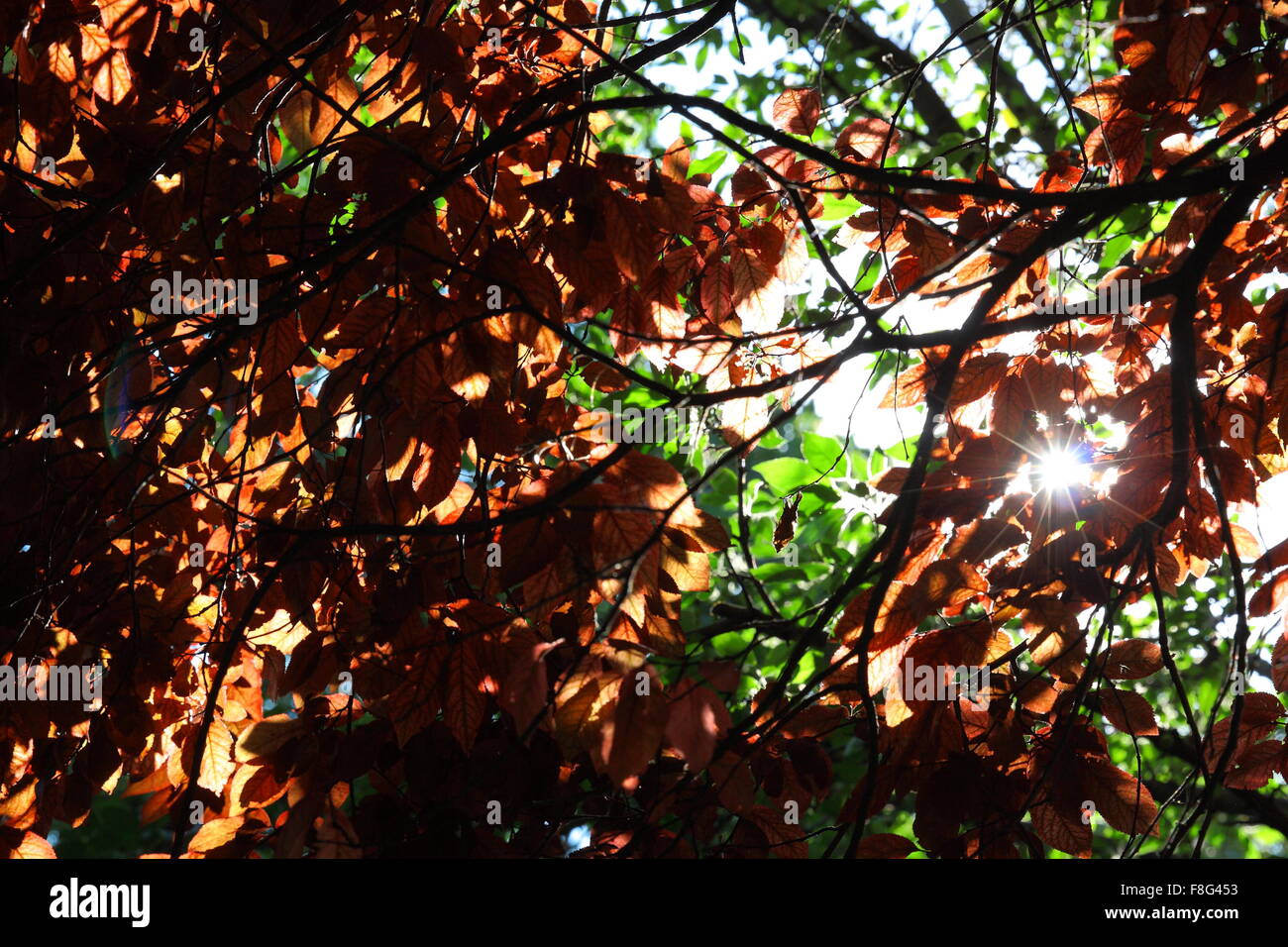 red tree with sunlight for background Stock Photo - Alamy