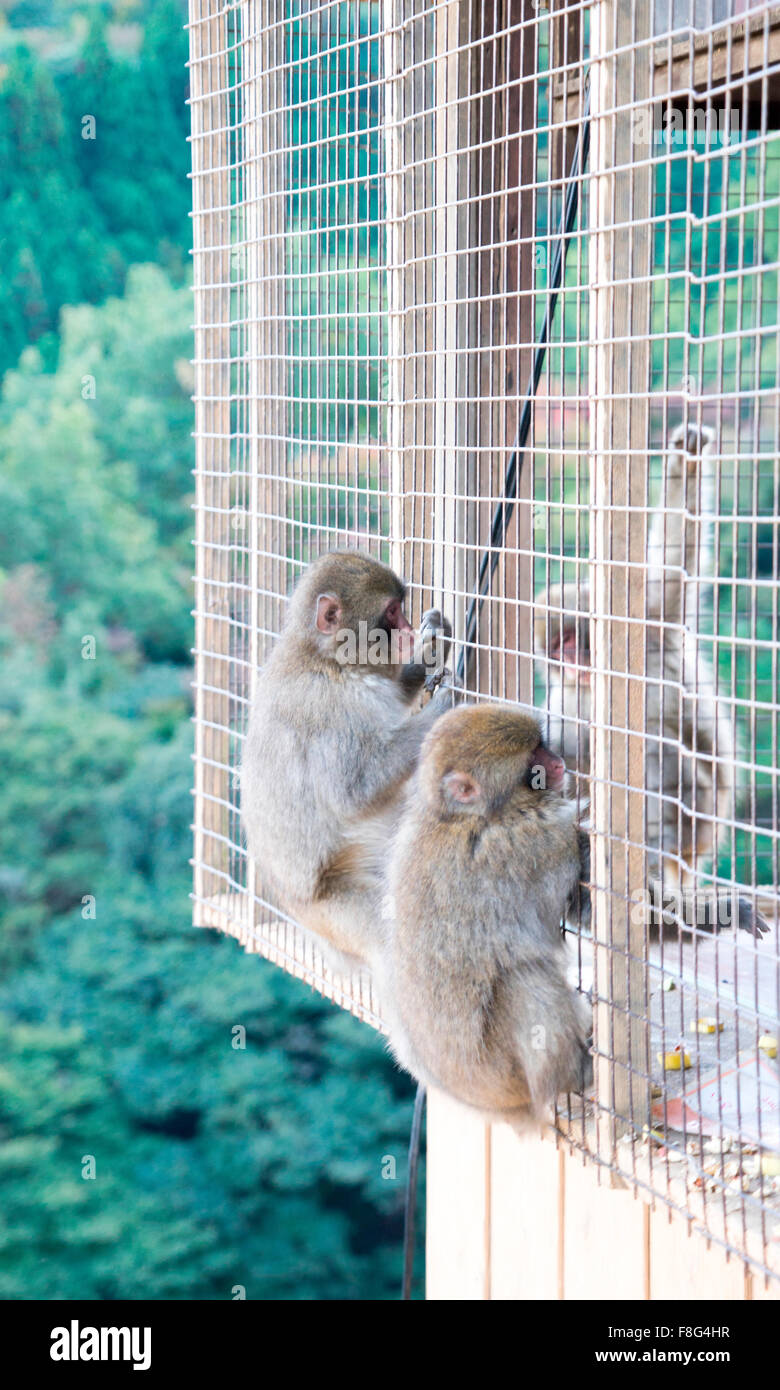 japanese macques snow monkeys Monkey Park Iwatayama Arashiyama, Kyoto ...