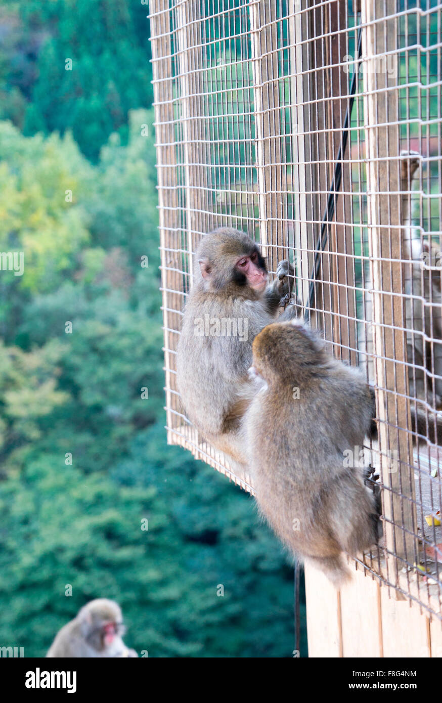 Japanese macques snow monkeys Monkey Park Iwatayama Arashiyama, Kyoto ...