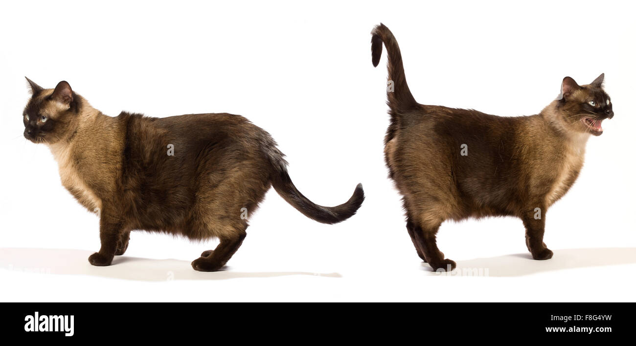 Long positions Cut Out Stock Images & Pictures - Alamy