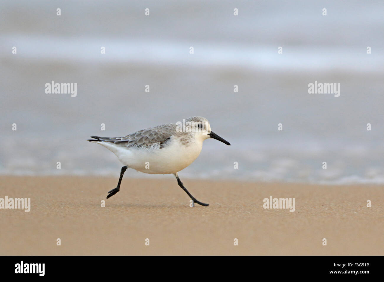 Sanderling winter running hi-res stock photography and images - Alamy