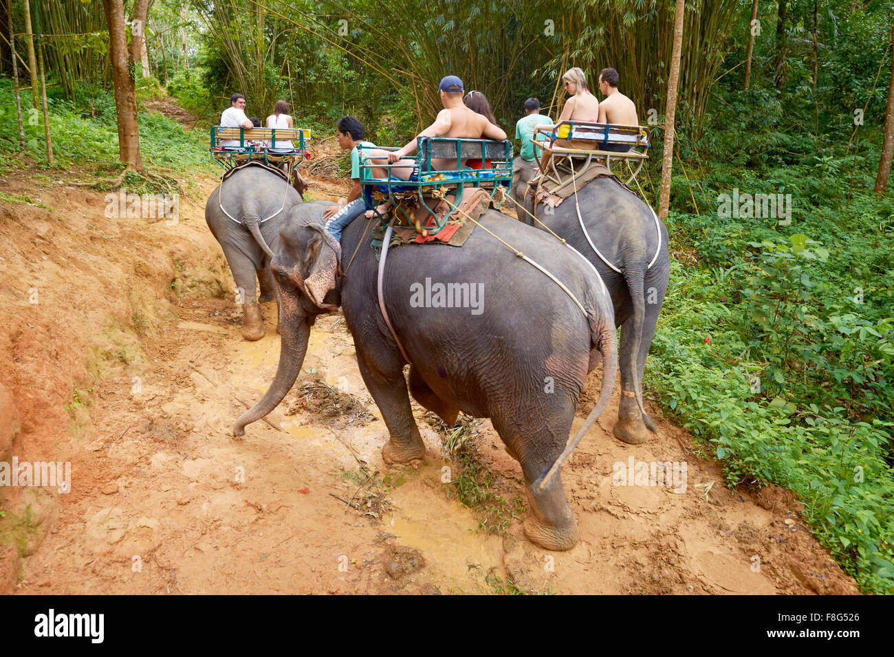 Thailand - Khao Lak National Park, elephant riding in tropical forest ...