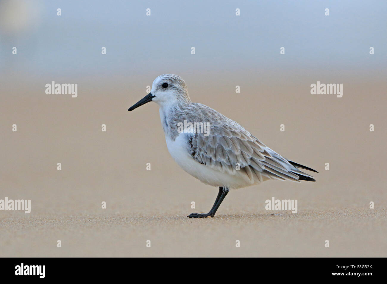 Sanderling in winter plumage on a beach in Portugal Stock Photo - Alamy