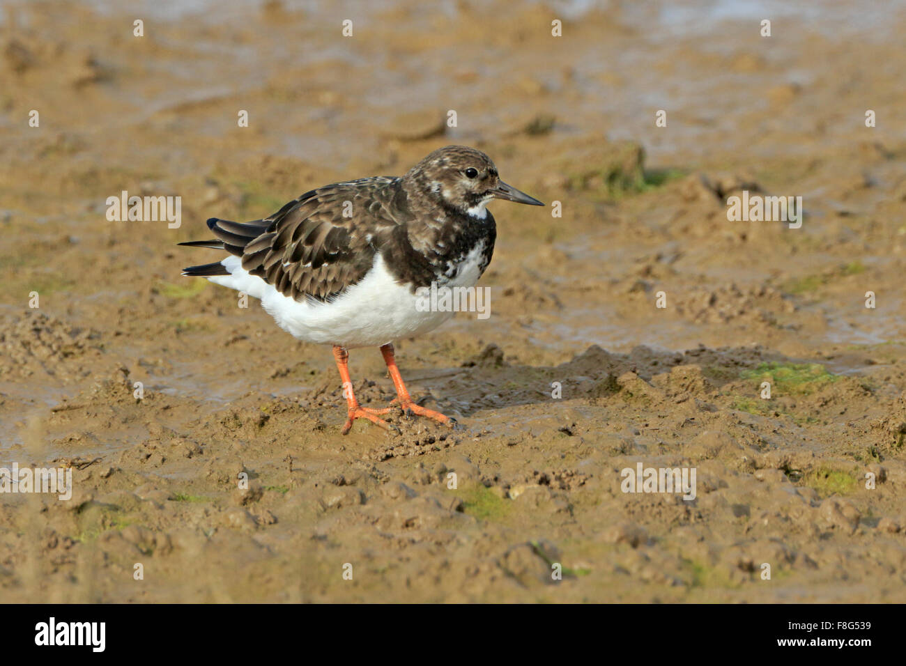 Turnstone winter plumage hi-res stock photography and images - Alamy