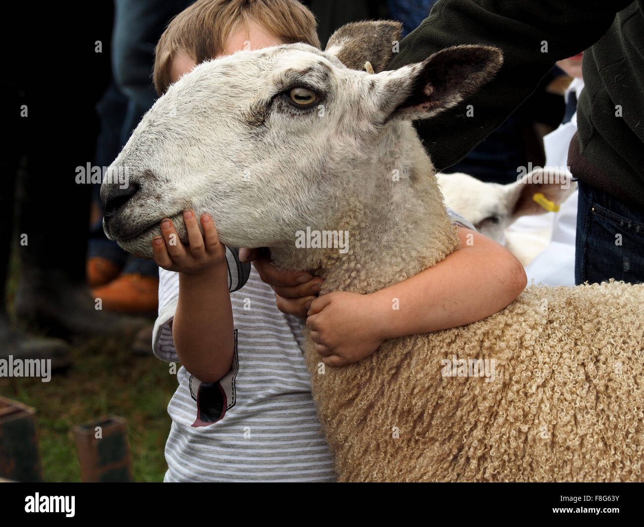 anonymous young handler holding large sheep with arms around its neck ...