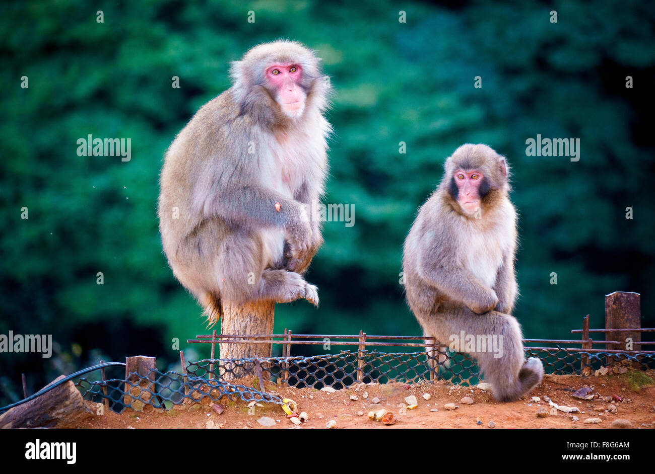 Japanese macques snow monkeys Monkey Park Iwatayama Arashiyama, Kyoto ...