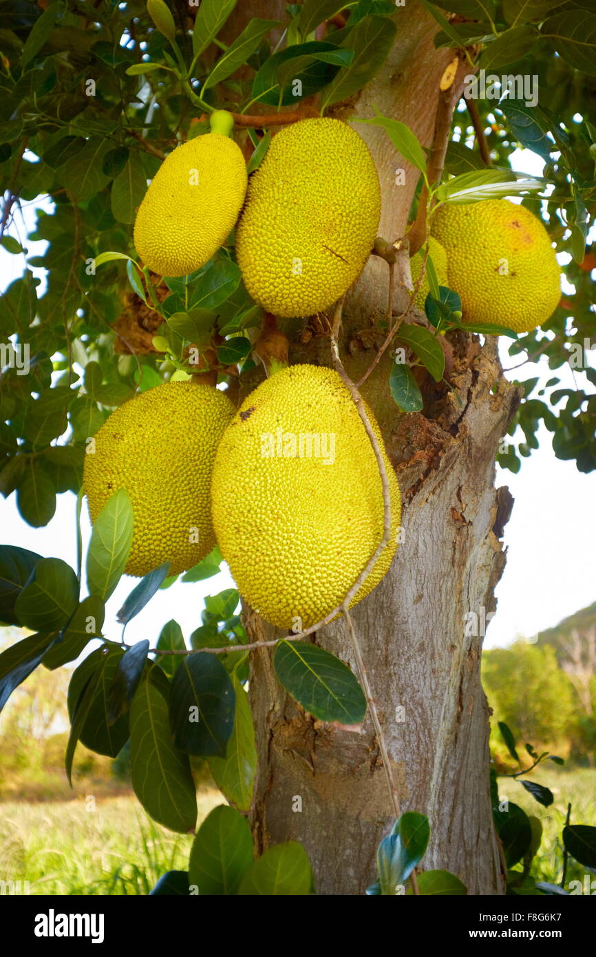 Bread Fruit Tree In Saint Vincent