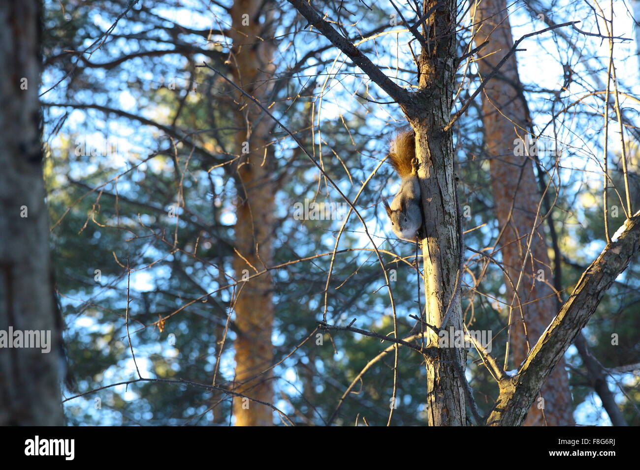 squirrel on tree for foods and eating Stock Photo - Alamy