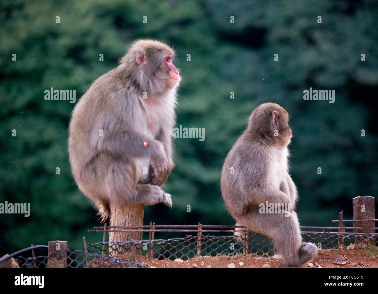 Japanese macques snow monkeys Monkey Park Iwatayama Arashiyama, Kyoto ...