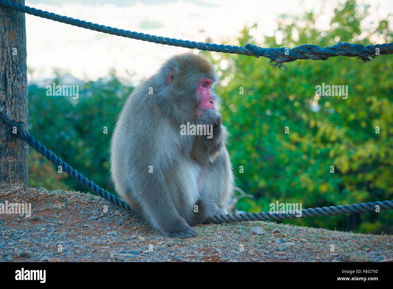 Japanese macques snow monkeys hi-res stock photography and images - Alamy