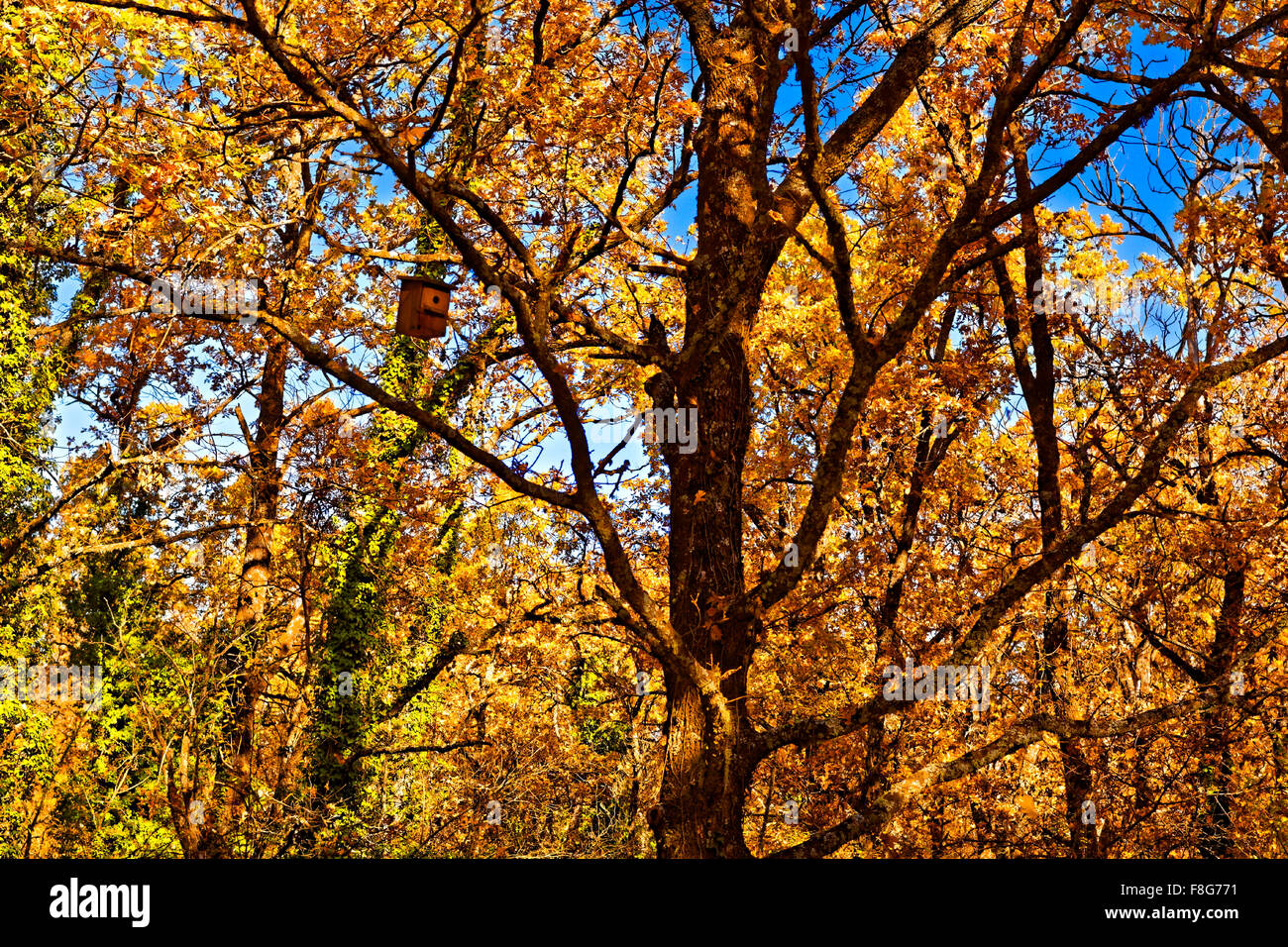 Autumn forest at El Escorial, Madrid, Spain Stock Photo - Alamy