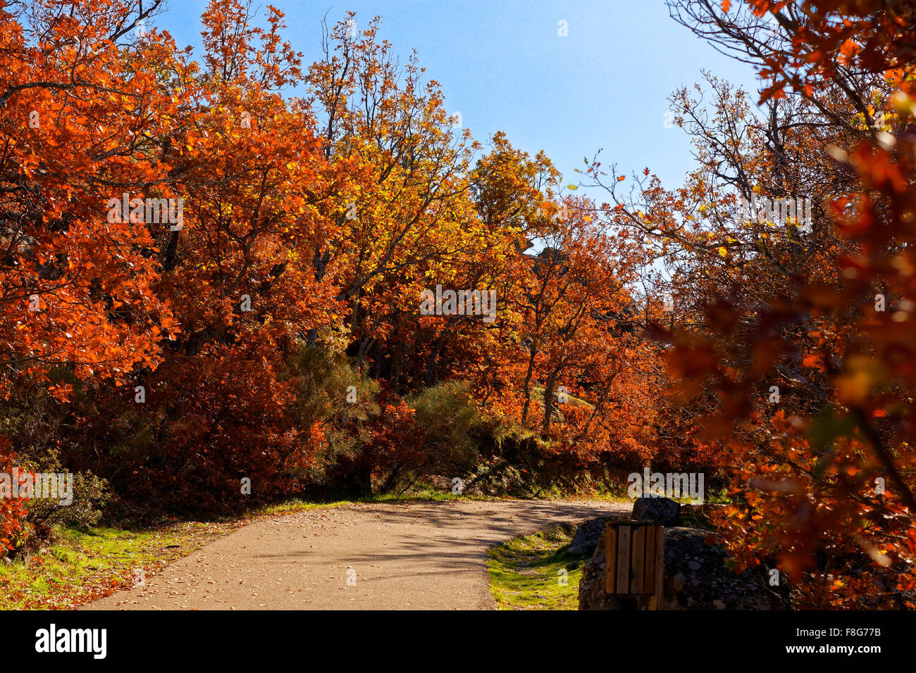Autumn forest at El Escorial, Madrid, Spain Stock Photo - Alamy