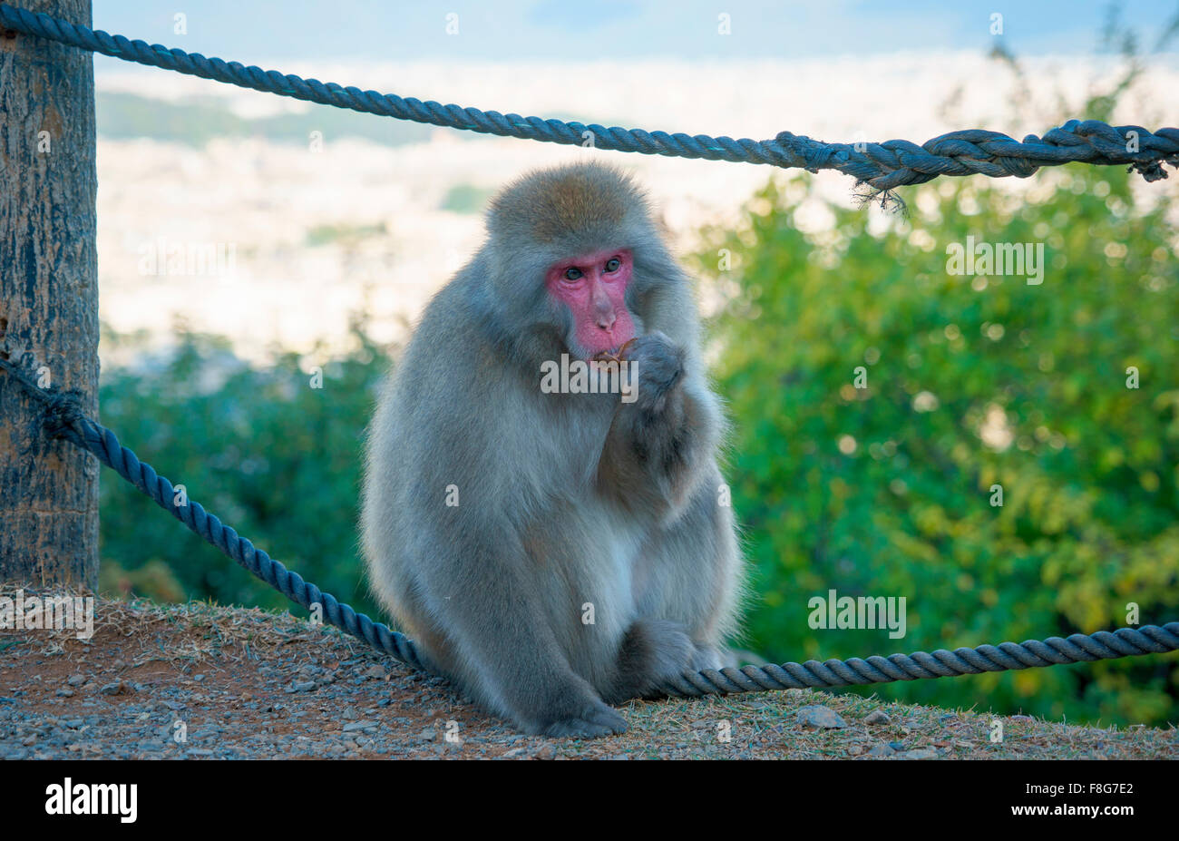 Japanese macques snow monkeys Monkey Park Iwatayama Arashiyama, Kyoto ...