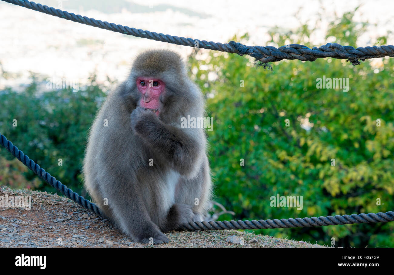 Japanese macques snow monkeys Monkey Park Iwatayama Arashiyama, Kyoto ...