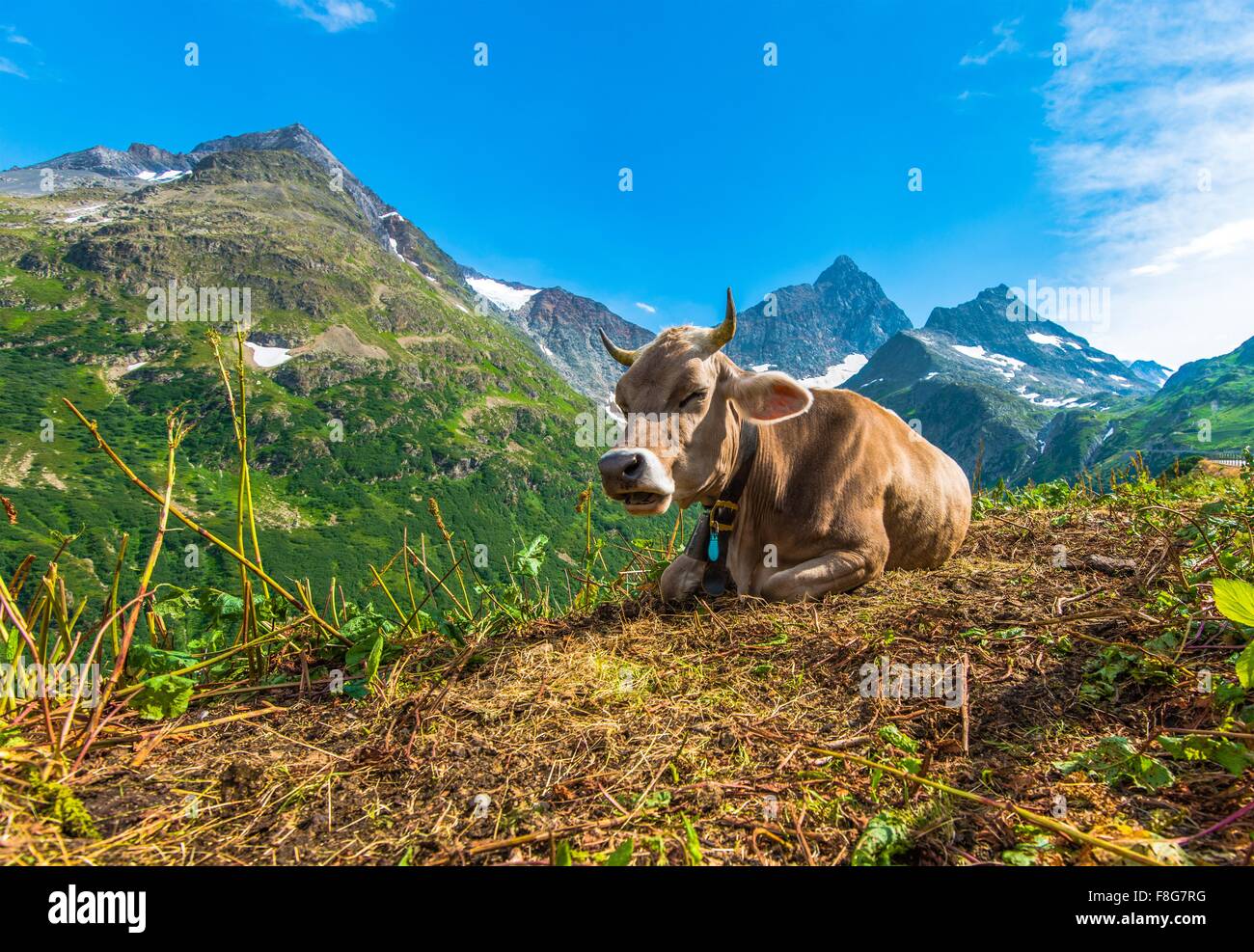Farmer swiss hi-res stock photography and images - Alamy