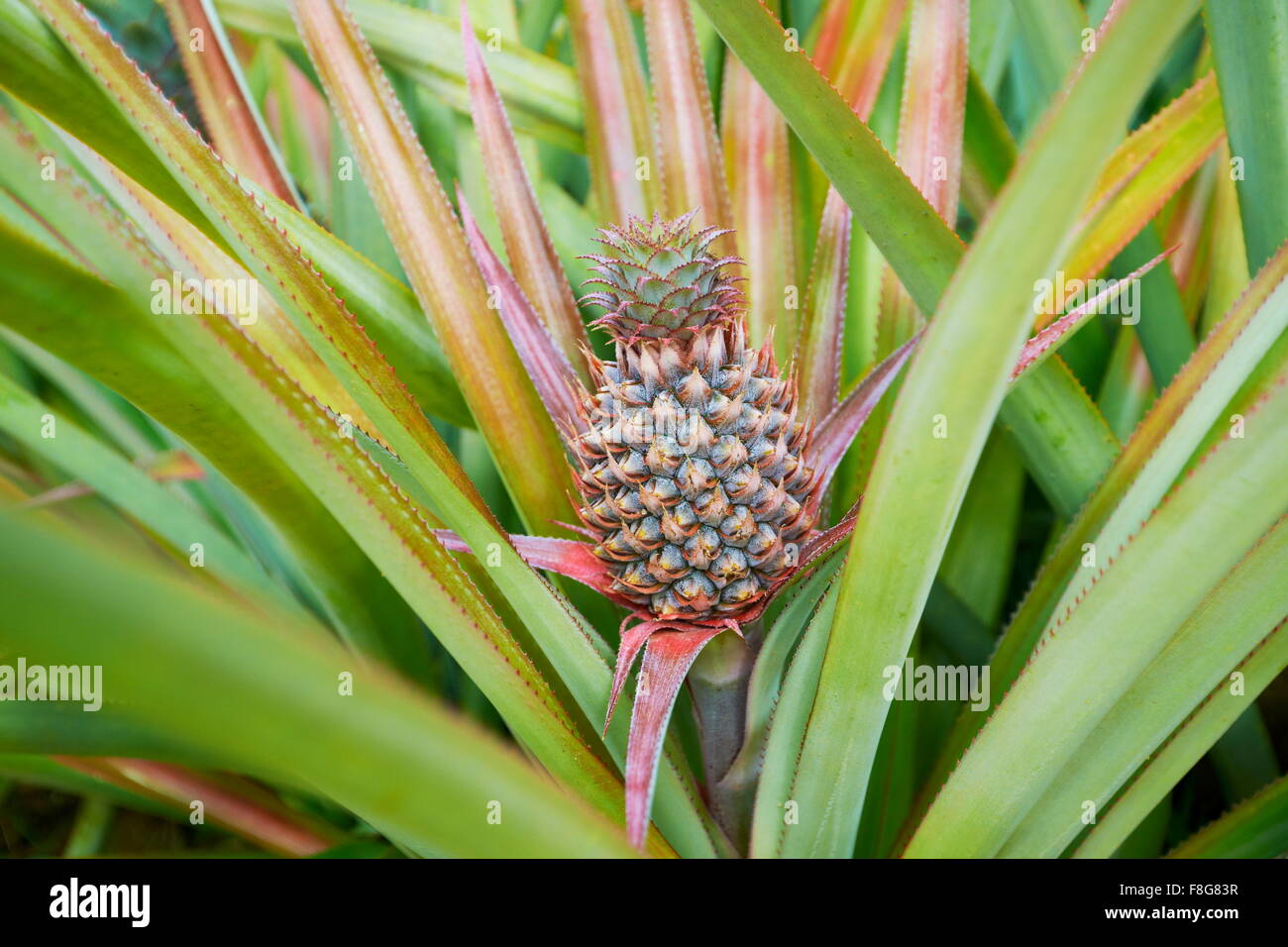 Pineapple stalk hi-res stock photography and images - Alamy