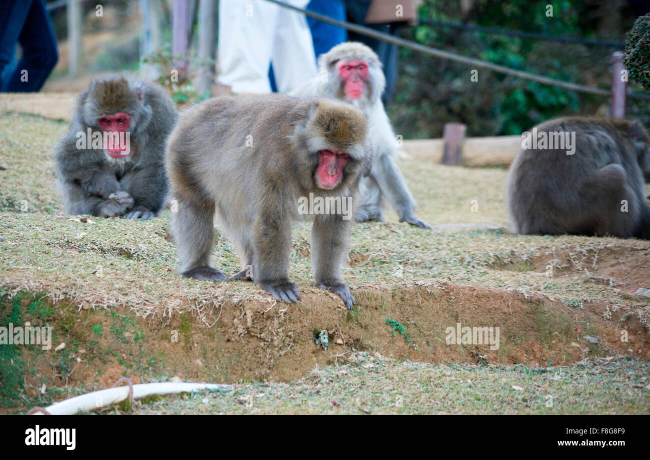 japanese macques snow monkeys Monkey Park Iwatayama Arashiyama, Kyoto ...