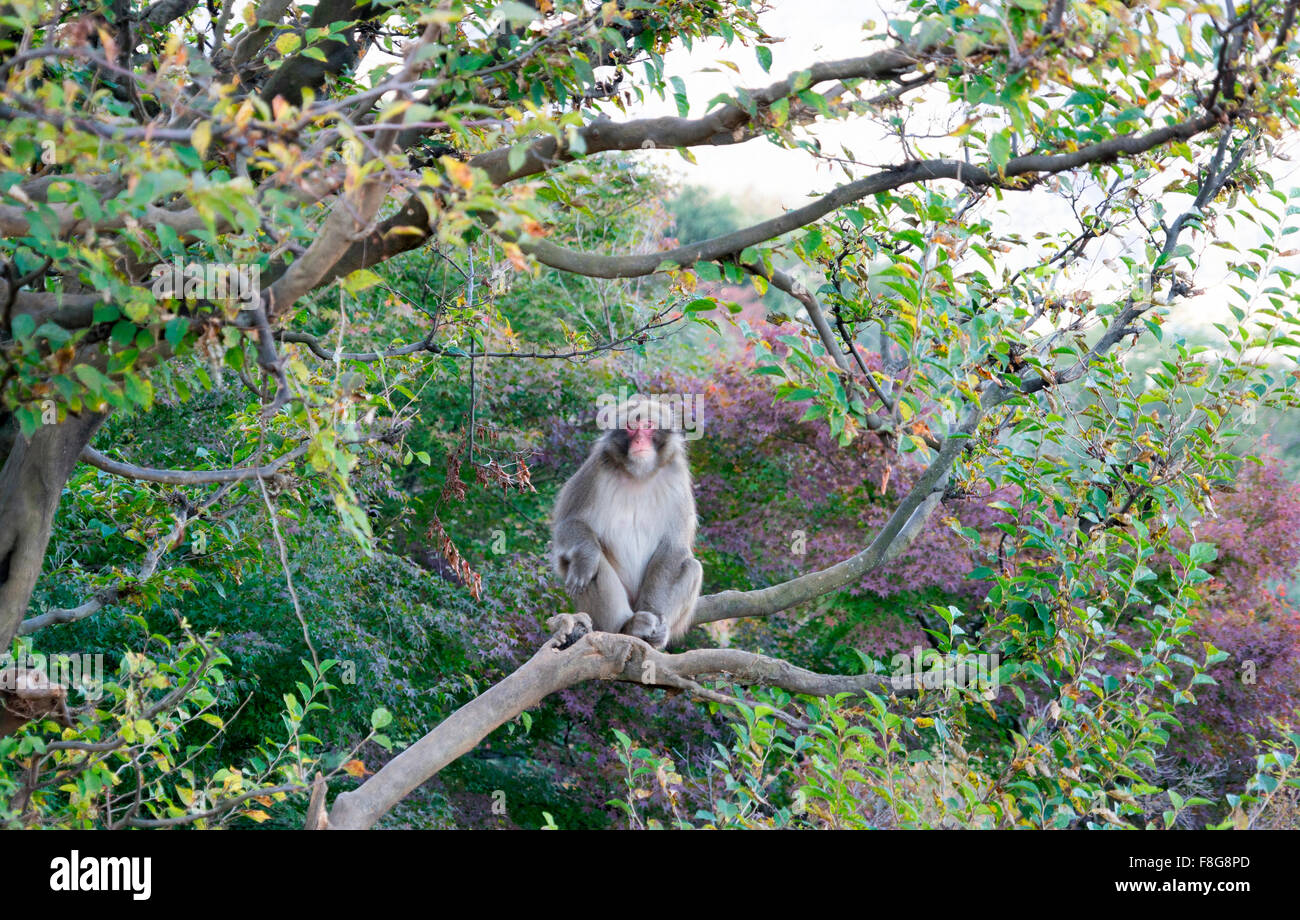 Japanese macques snow monkeys Monkey Park Iwatayama Arashiyama, Kyoto ...