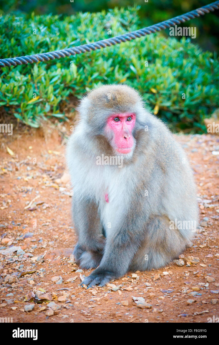 Japanese macques snow monkeys Monkey Park Iwatayama Arashiyama, Kyoto ...