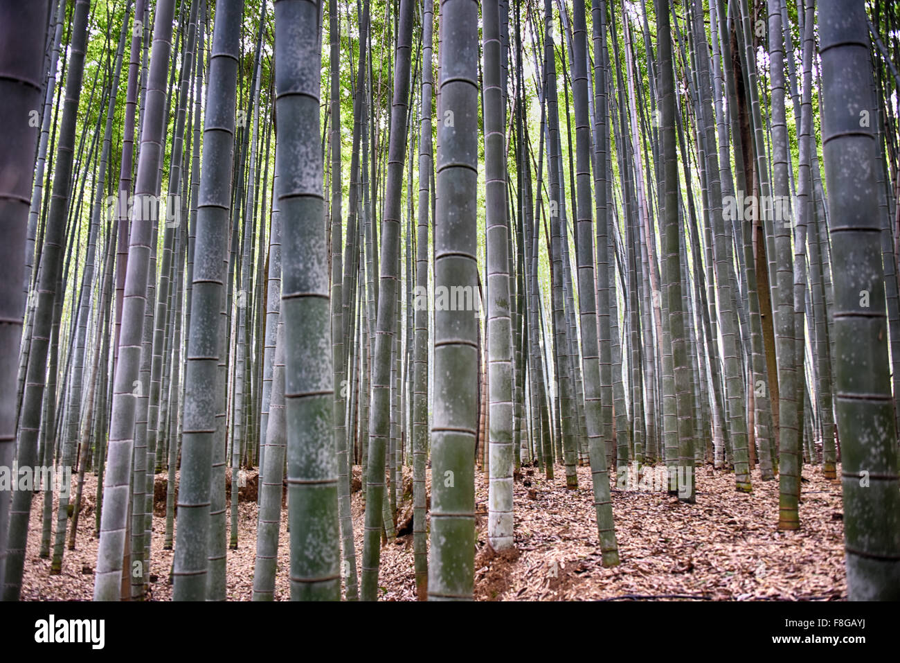 the eternal bamboo forest Stock Photo - Alamy