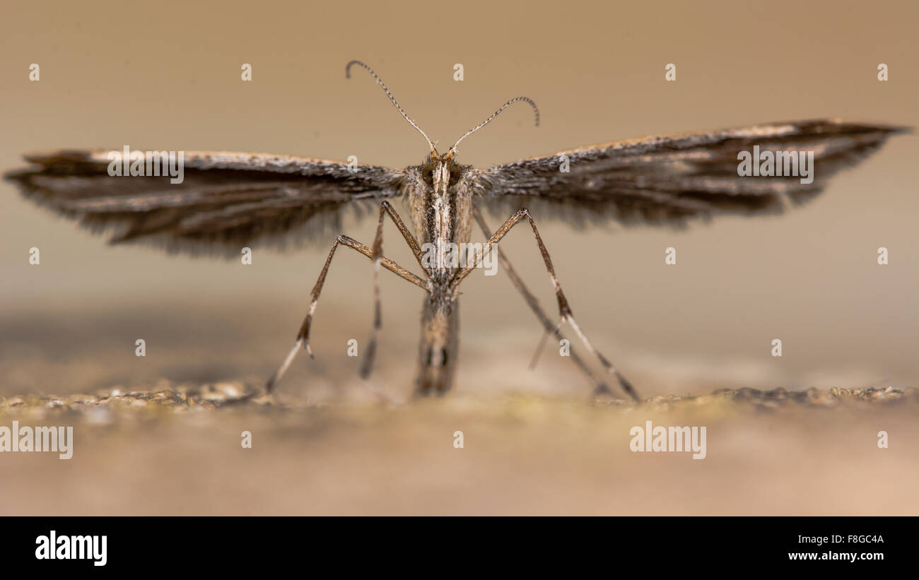 Common plume (Emmelina monodactyla) at rest head on Stock Photo - Alamy