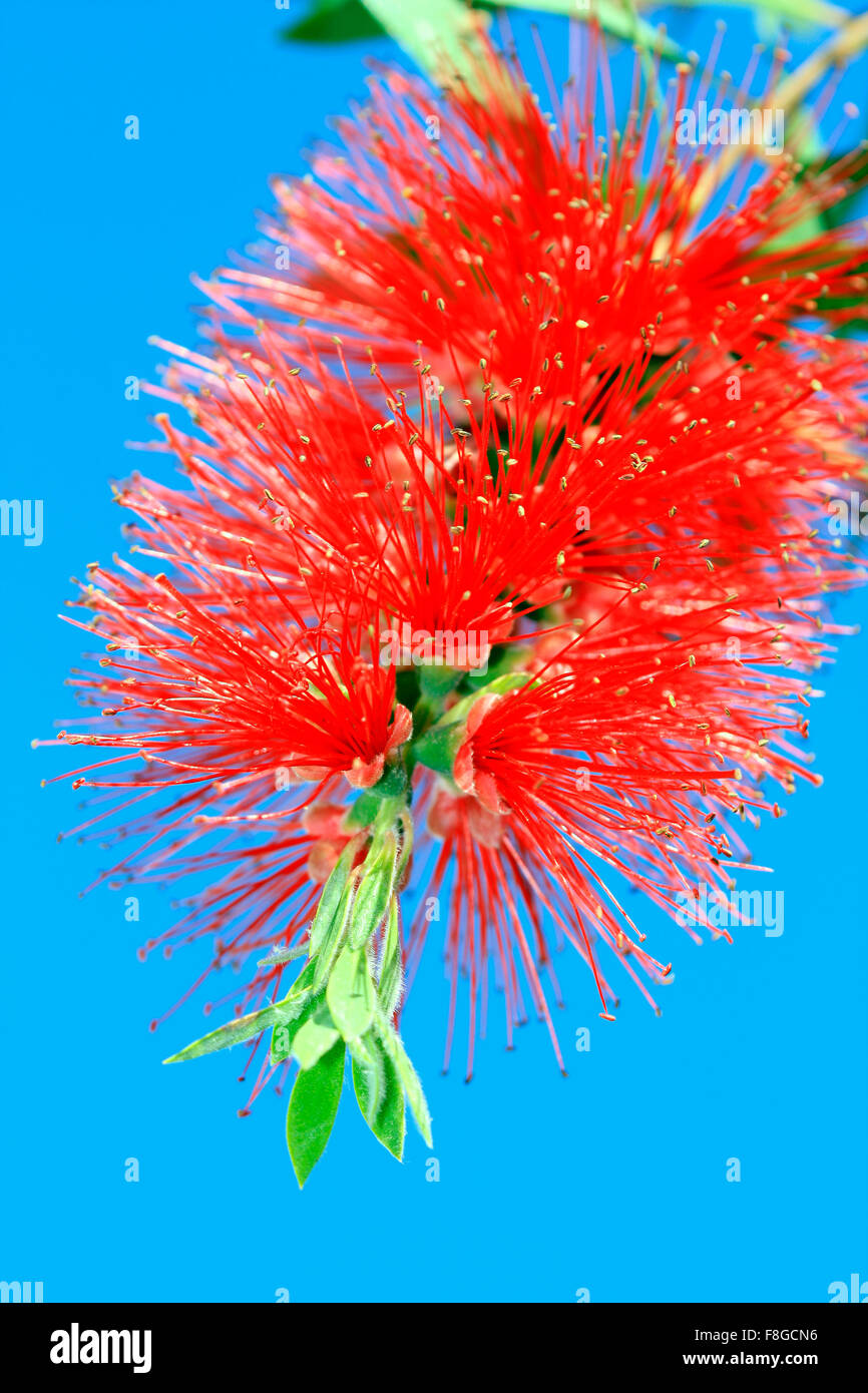 bottle brush flower on blue background Stock Photo - Alamy